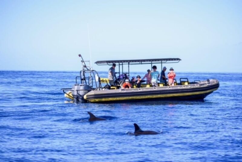 Kailua-Kona: Pacific Humpback Whale Watch Excursion - A Practical Look at the Whale Watching Tour