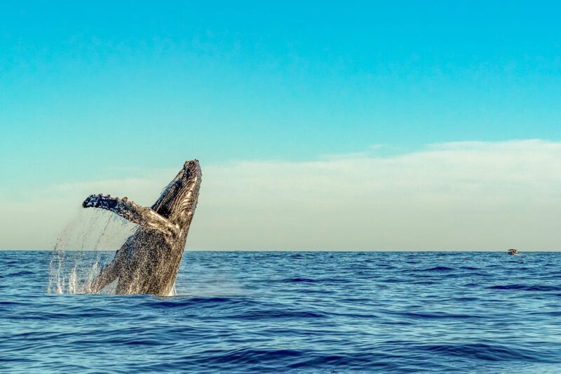 Kailua-Kona: Whale Watching Cruise on the Big Island - Key Points