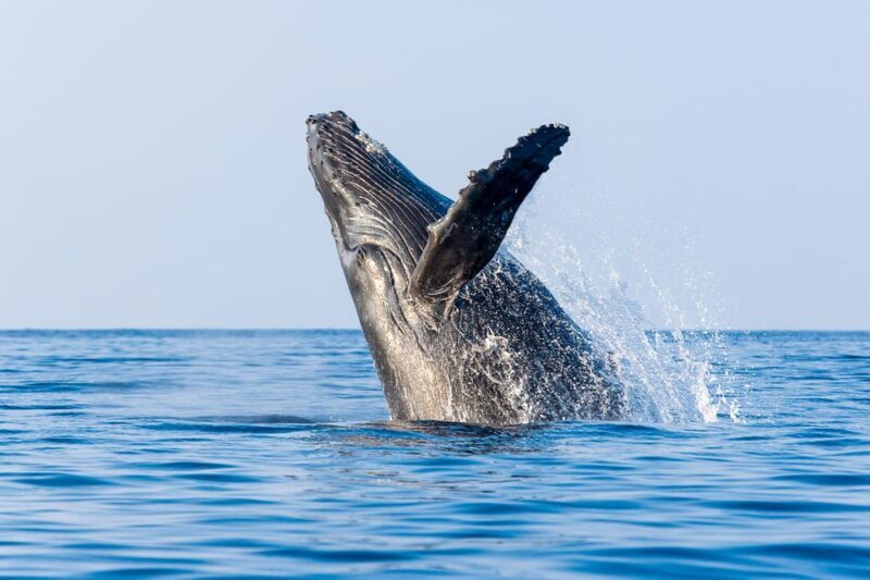 Kailua-Kona: Whale Watching Cruise on the Big Island - The Experience: What to Expect on the Water