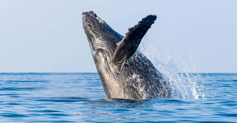 Kailua-Kona: Whale Watching Cruise on the Big Island - Wildlife Encounters: Sightings and Behaviors