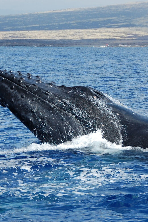 Kailua-Kona: Whale Watching Cruise on the Big Island - Pricing and Value