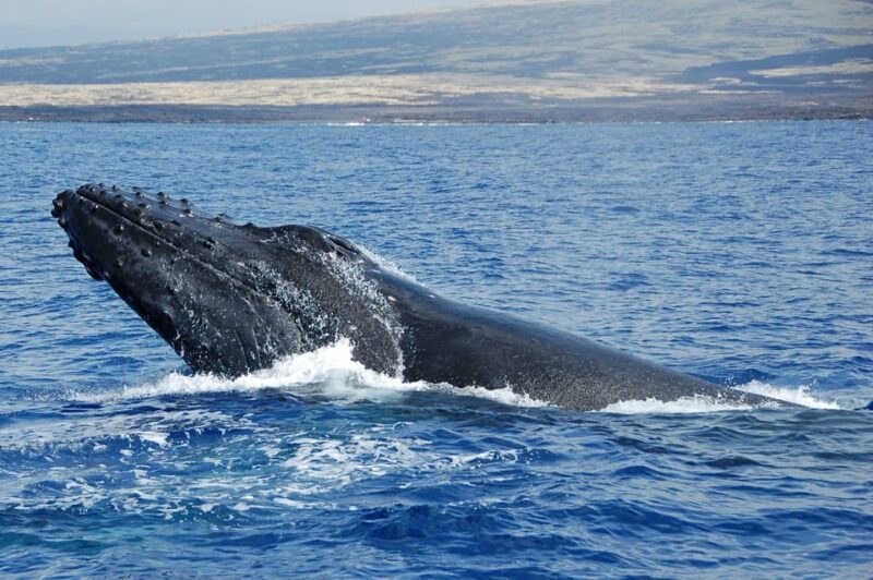 Kailua-Kona: Whale Watching Cruise on the Big Island - Final Thoughts: Who Should Consider This Tour?