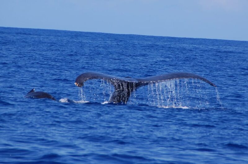 Kailua-Kona: Whale Watching Cruise on the Big Island - FAQs