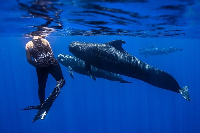 Kaimana Ocean Safari - What Makes This Tour Stand Out?