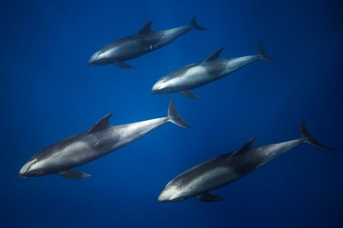 Kaimana Ocean Safari - Practical Considerations: What to Know Before Booking