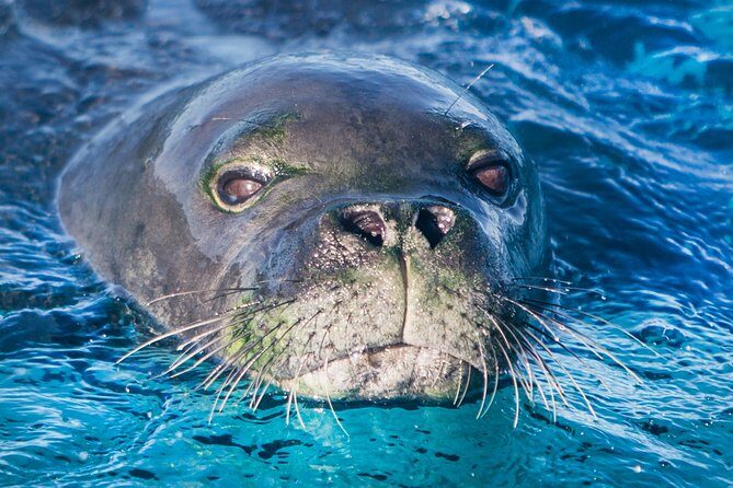 Kaimana Ocean Safari - The Experience of the Guides and the Crew