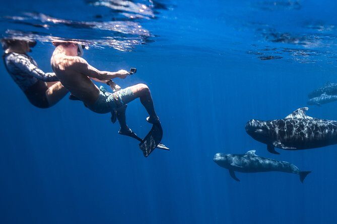 Kaimana Ocean Safari - FAQs