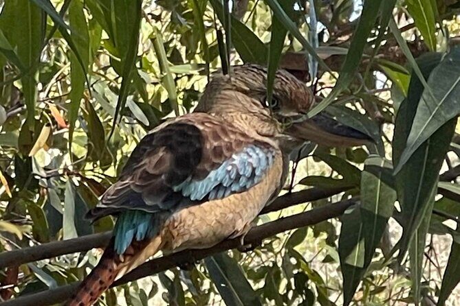 Kakadu Day Tour-Yellow Water-Nourlangie-Ubirr-Cahills-Fogg Dam - The Sum Up