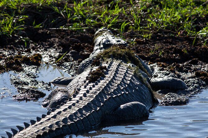 Kakadu National Park Wildlife & Ubirr Rock Art Tour from Darwin - Introduction