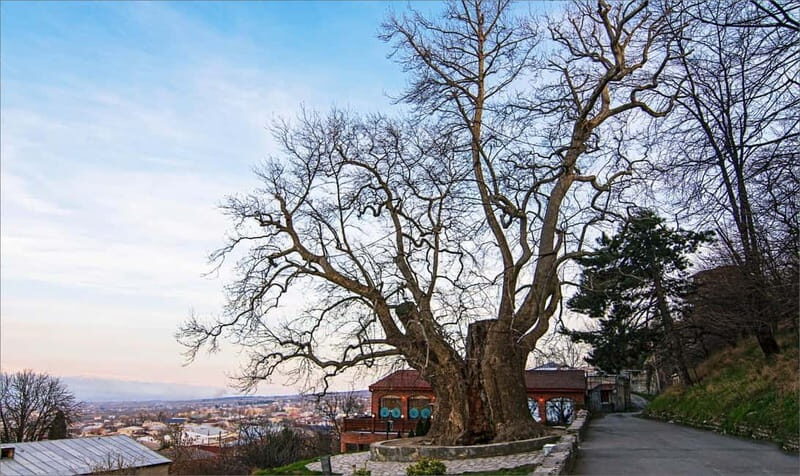 Kakheti: Bodbe, Sighnaghi & Telavi Guided Day Tour - Practical Aspects of the Tour