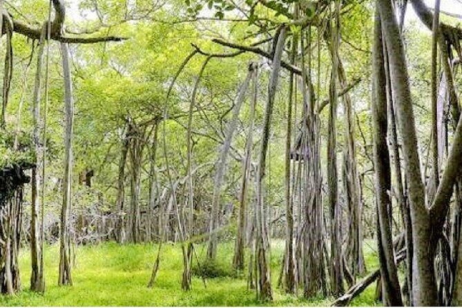 Kalakshetra, Theosophical Society & Elliots Beach - Chennai - FAQ