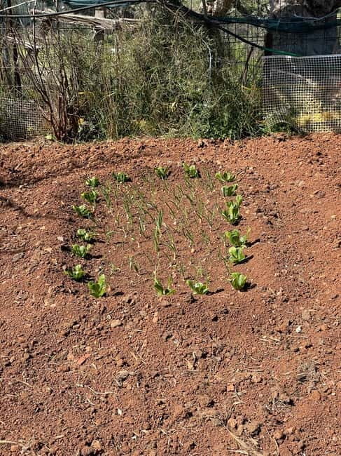 Kalamata: Farm-to-Table Experience with Cooking - The Logistics: How It All Comes Together