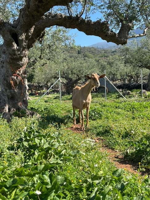 Kalamata: Farm-to-Table Experience with Cooking - Final Thoughts