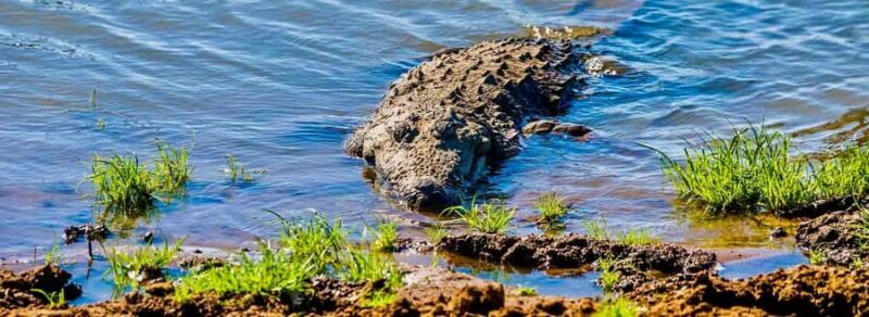 Kalametiya: Bird Sanctuary Catamaran Bird Watching Tour - An Honest Look at the Kalametiya Bird Sanctuary Tour