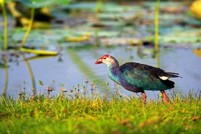Kalametiya Bird Sanctuary Catamaran Bird Watching Tour - Key Points