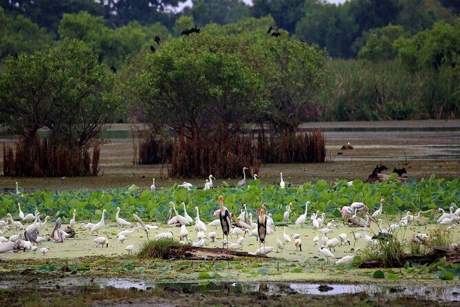 Kalametiya Bird Sanctuary Catamaran Bird Watching Tour - Why This Tour Is Worth Considering