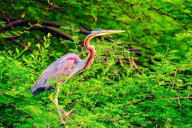 Kalametiya Bird Sanctuary Catamaran Bird Watching Tour - What Travelers Love Most