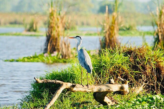 Kalametiya Bird Sanctuary Catamaran Bird Watching Tour - Practical Details and Tips