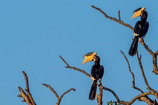 Kalametiya Bird Sanctuary Catamaran Bird Watching Tour - Who Should Book This Tour?