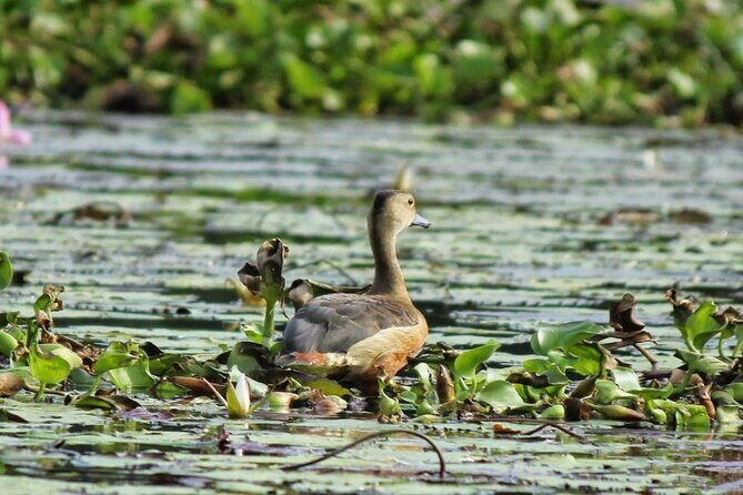 Kalametiya Bird Sanctuary Catamaran Bird Watching Tour - FAQs