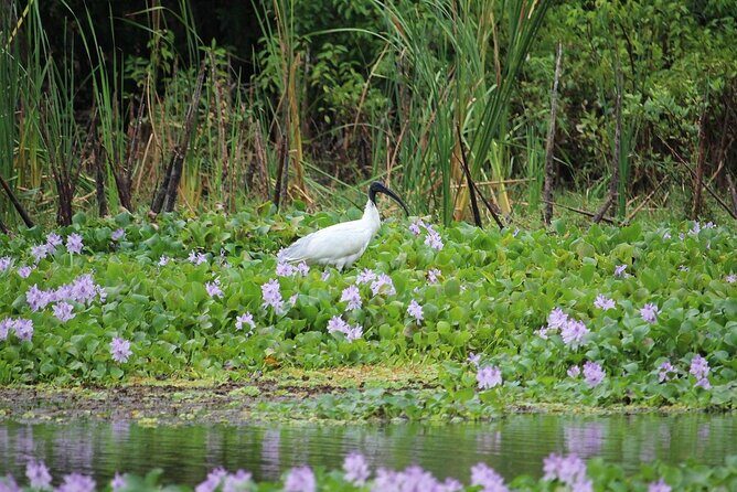 Kalametiya Bird Sanctuary Tour from Yala - An In-Depth Look at the Kalametiya Bird Sanctuary Tour