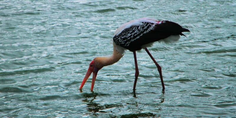 Kalametiya: Bird Watching Tour with Seafood Lunch from galle - Key Points