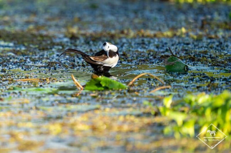 Kalametiya: Bird Watching Tour with Seafood Lunch from galle - The Bird Sanctuary: A Haven for Bird Lovers