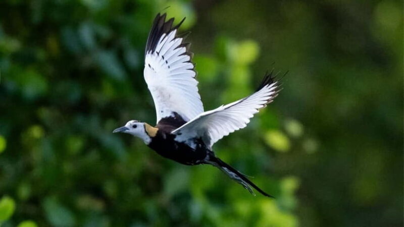 Kalametiya Sanctuary: Bird Watching by Private Boat Tour - Authenticity and Value