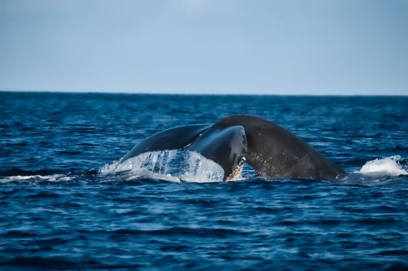 Kalaoa: Big Island & Kona Midday Whale Watching Tour - Who Will Love This Tour?