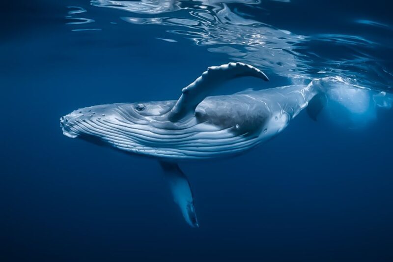 Kalaoa: Big Island & Kona Midday Whale Watching Tour - Key Points