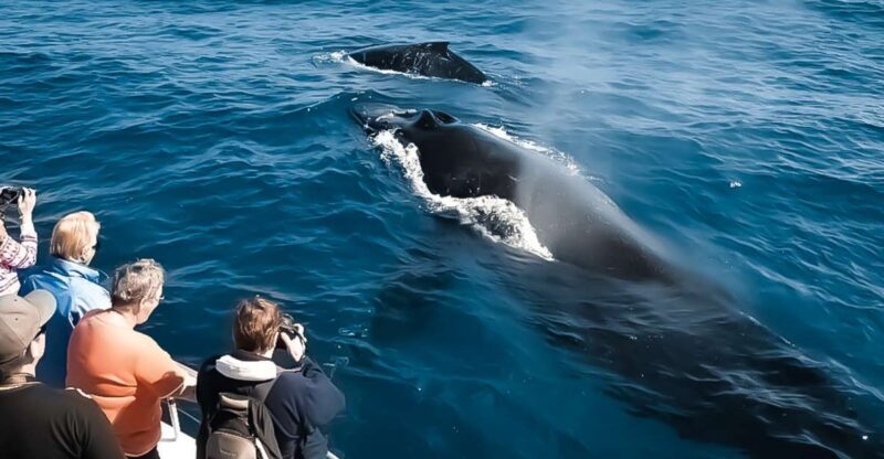 Kalaoa: Big Island & Kona Midday Whale Watching Tour - An In-Depth Look at the Hawaii Whale Watching Experience
