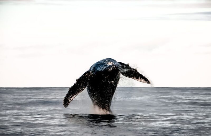 Kalaoa: Big Island & Kona Midday Whale Watching Tour - Final Thoughts