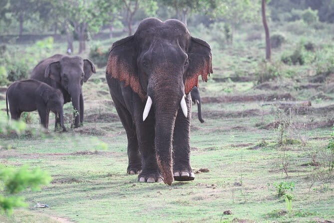 Kalawewa National Park Private Safari - Key Points