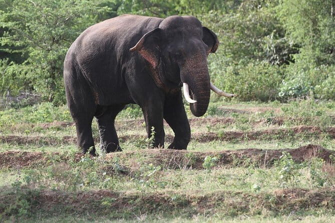 Kalawewa National Park Private Safari - An In-Depth Look at the Kalawewa National Park Private Safari