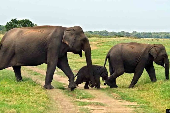 Kalawewa National Park Private Safari - The Sum Up