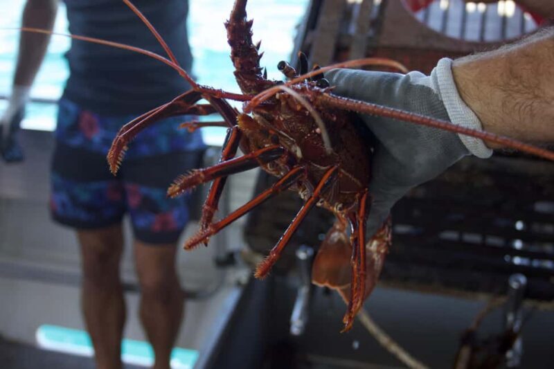 Kalbarri Crayfish Catch & Keep Tour - An In-Depth Look at the Kalbarri Crayfish Catch & Keep Tour