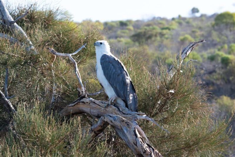 Kalbarri: Murchison River Morning Cruise - Final Thoughts: Who Will Love This Experience?