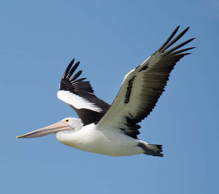 Kalbarri: Murchison River Wilderness Wildlife Cruise - Overview of the Murchison River Wilderness Wildlife Cruise