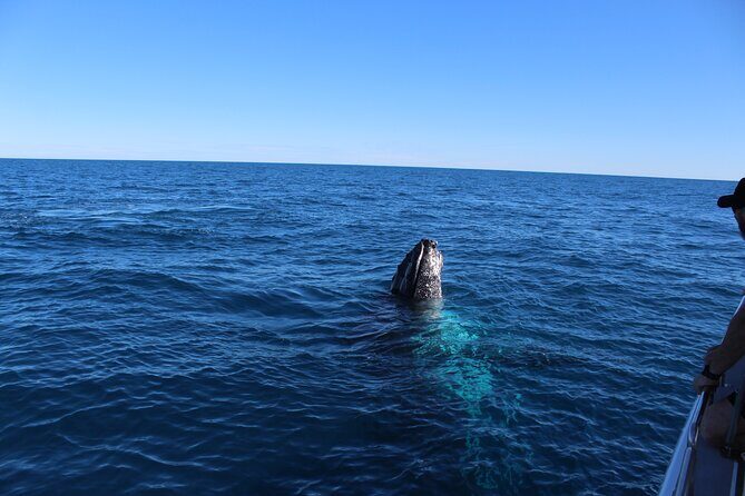 Kalbarri Whale Watching Tour - An Authentic, Engaging Marine Adventure