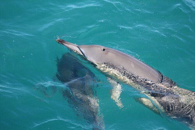 Kalbarri Whale Watching Tour - Practical Details: What You Need to Know