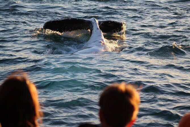 Kalbarri Whale Watching Tour - Who Should Consider This Tour?