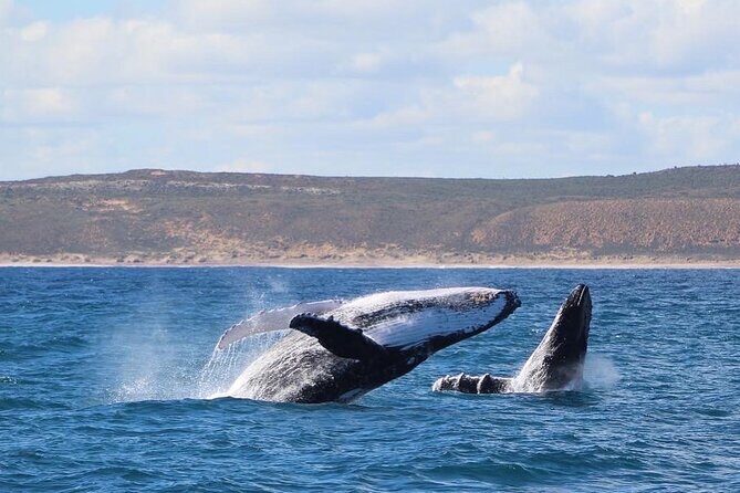 Kalbarri Whale Watching Tour - The Sum Up: Worthwhile for Nature Lovers and Curious Travelers