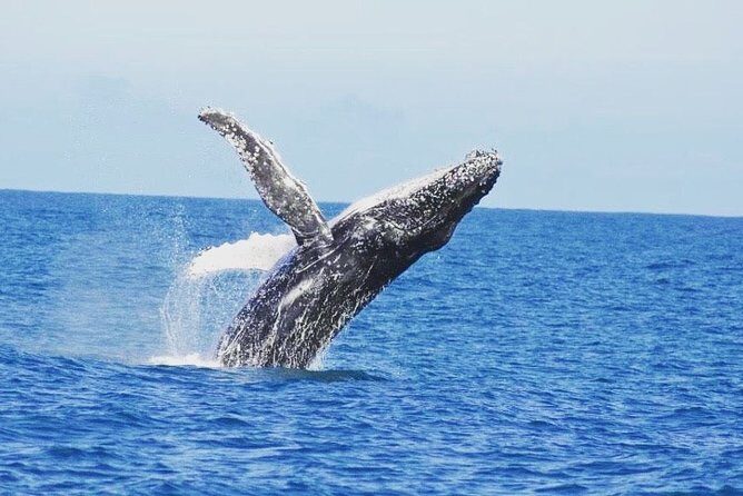 Kalbarri Whale Watching Tour Guided - An In-Depth Look at the Kalbarri Whale Watching Tour
