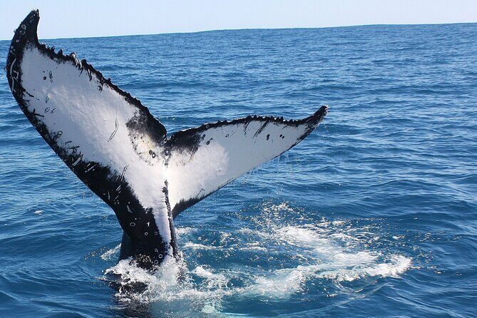 Kalbarri Whale Watching Tour Guided - Final Thoughts