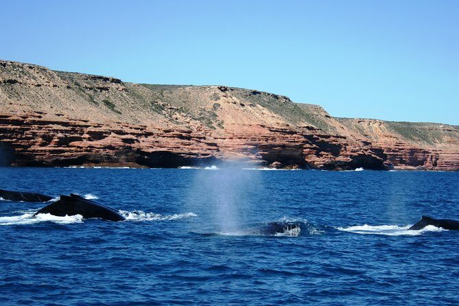 Kalbarri Whale Watching Tour Guided - FAQs
