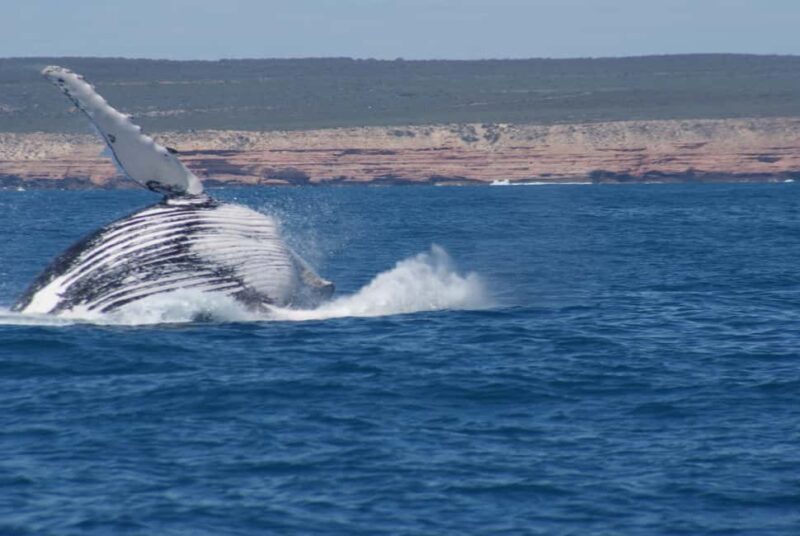 Kalbarri Whale Watching Tour - Why You Should Consider This Tour