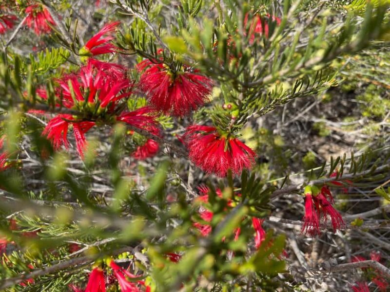 Kalbarri Wildflower Tour with Local Guide - Key Points