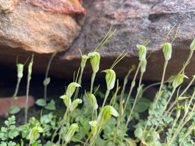 Kalbarri Wildflower Tour with Local Guide - Discover the Magic of Western Australia’s Wildflowers