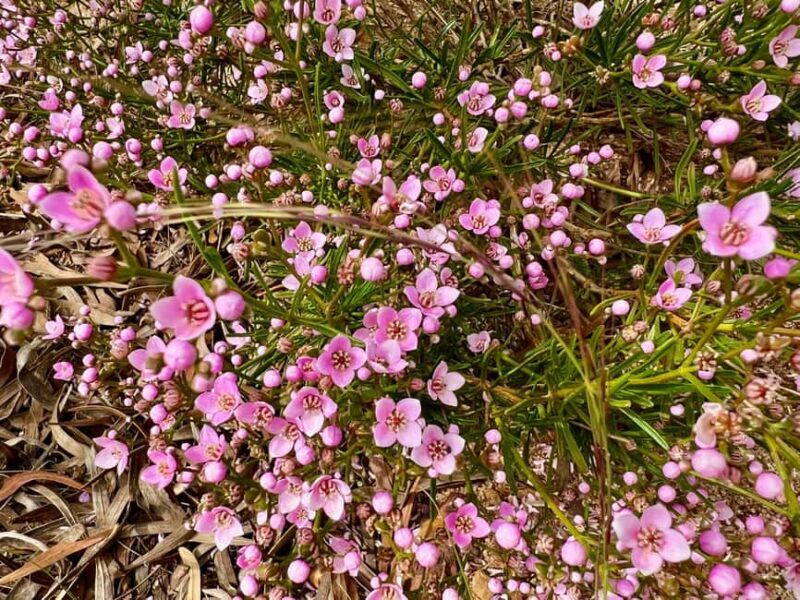Kalbarri Wildflower Tour with Local Guide - FAQ