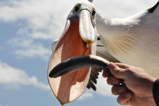 Kalgan Queen Scenic Cruises a four hour sheltered water wildlife tour daily fun. - A Thorough Look at the Experience